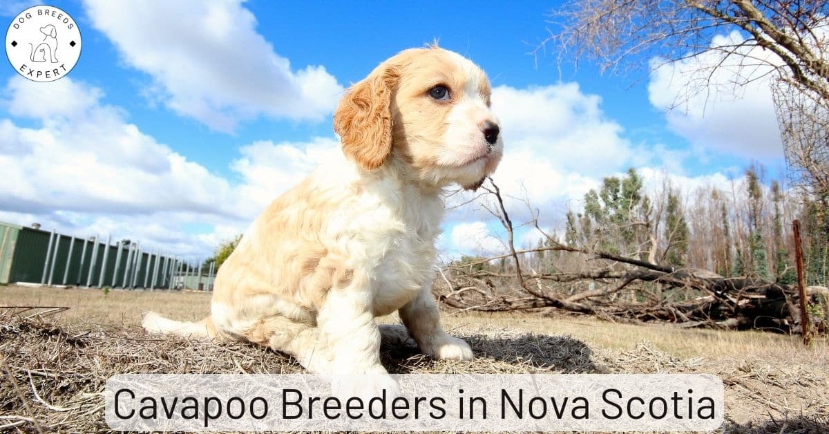Cavapoo Breeders in Nova Scotia [2025] | List Of Local Breeders
