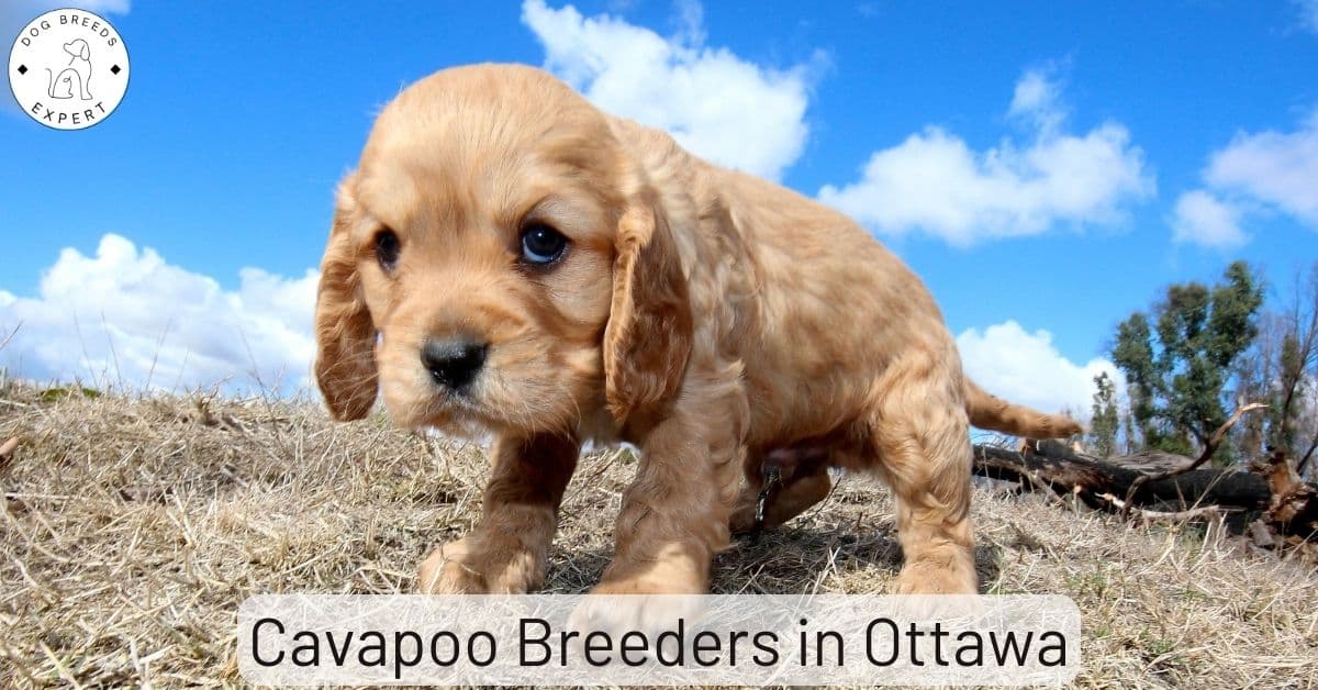 Cavapoo Breeders in Ottawa [2025] | List Of 3 Local Breeders