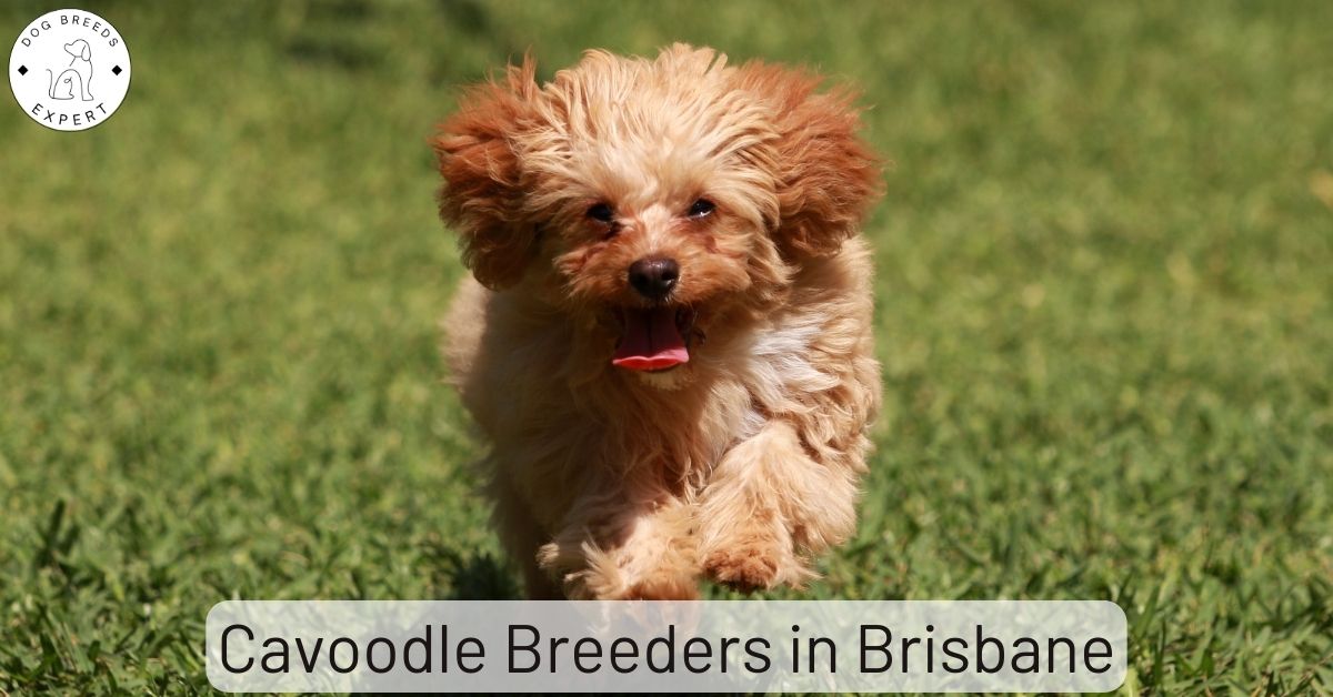 Cavoodle Breeders in Brisbane | List Of 3 Local Breeders