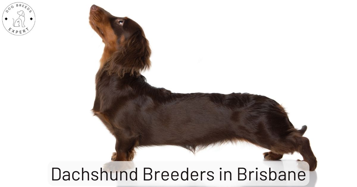 Bernedoodle Breeders in the UK | List Of Local Breeders