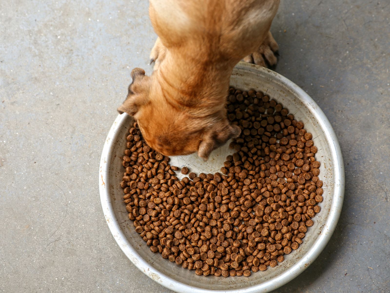 When You Accidentally Fed Your Dog Twice [Vet Advice]