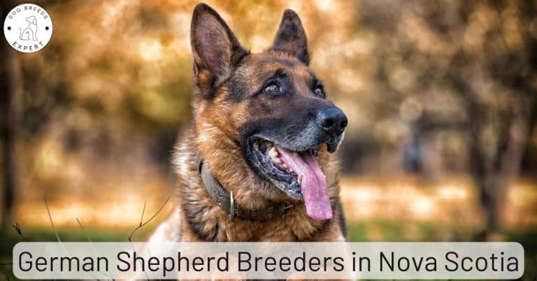 7 Best Labrador Retriever Breeders in the USA (2025)