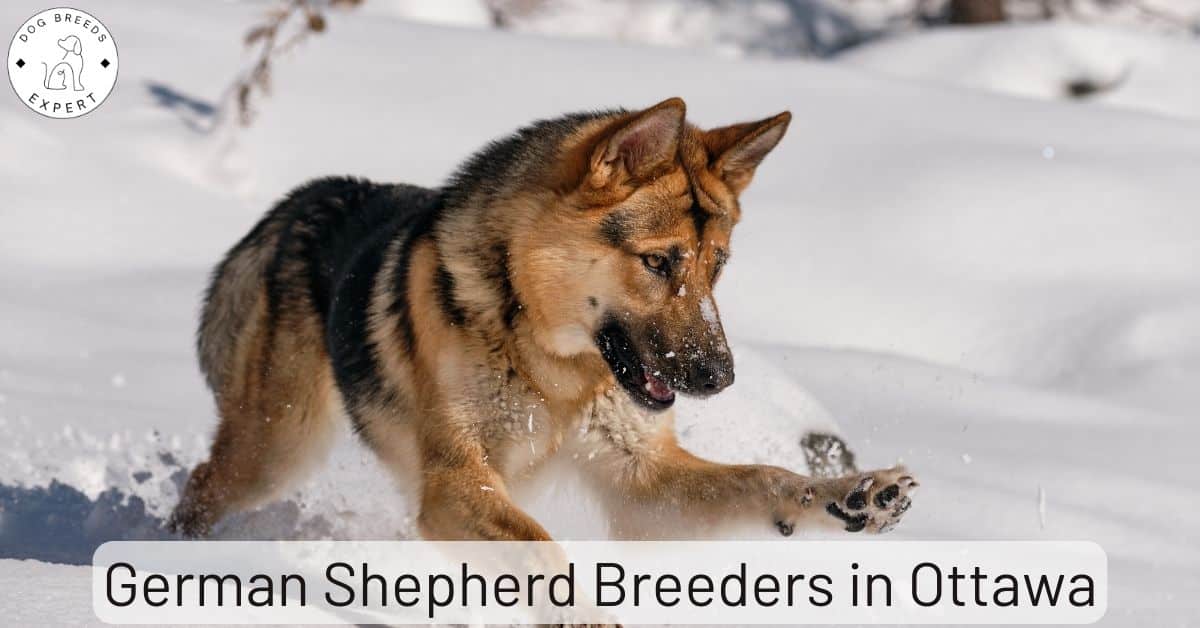 German Shepherd Breeders in Ottawa [2025] | List Of Local Breeders