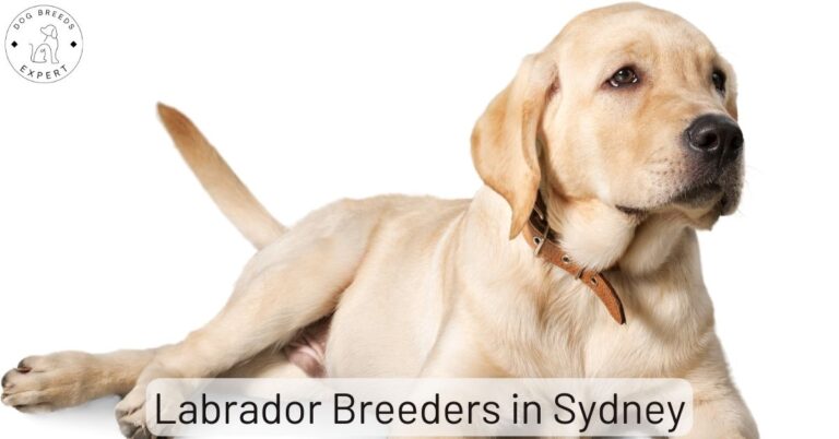 7 Best Labrador Retriever Breeders in the USA (2024)