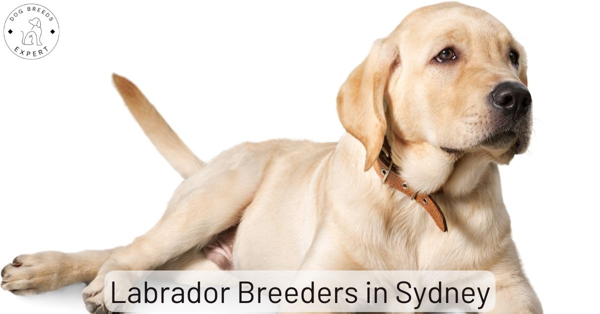 7 Best Labrador Retriever Breeders in the USA (2024)