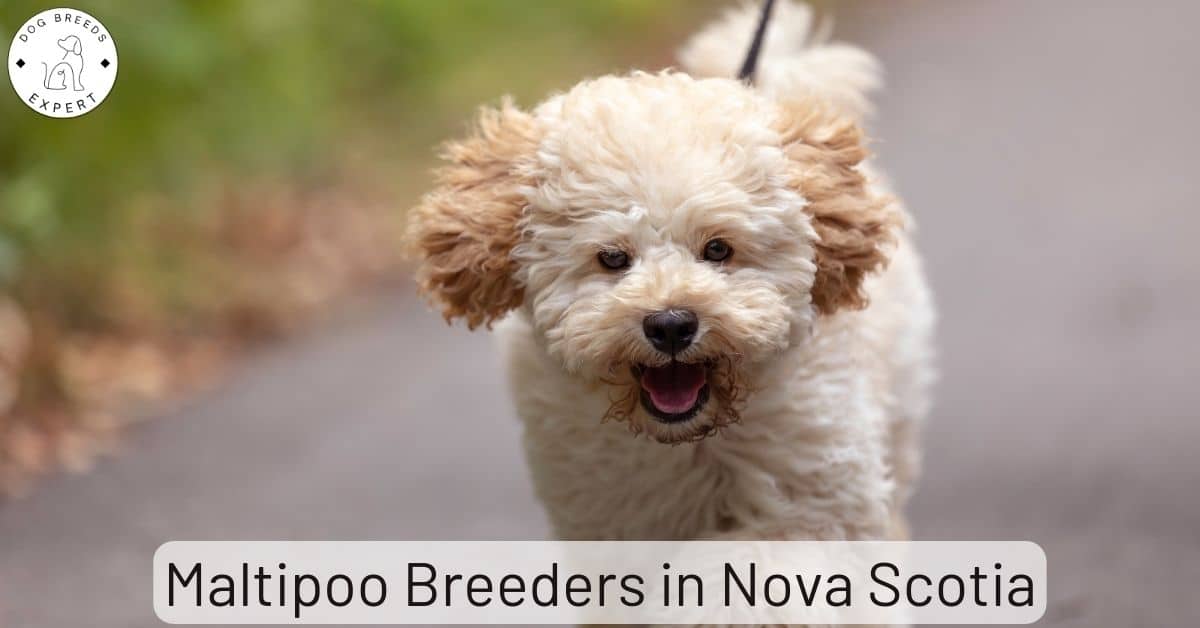 Maltipoo Breeders in Nova Scotia [2025] | List Of Local Breeders