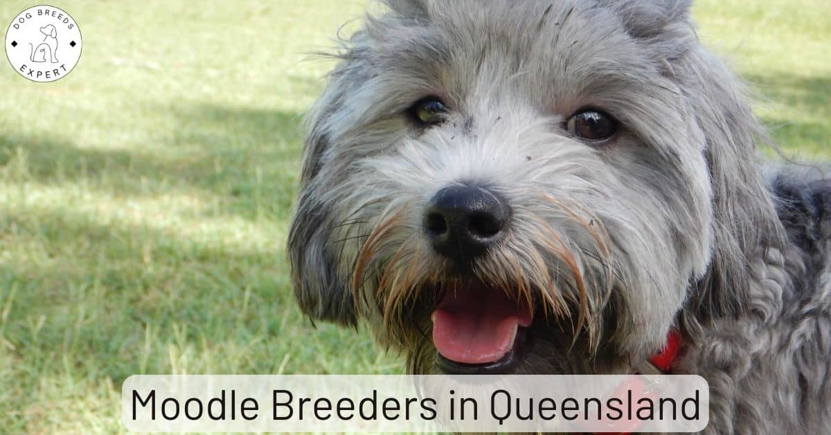 Moodle Breeders in Queensland (QLD) [2025] | List Of 2 Local Breeders