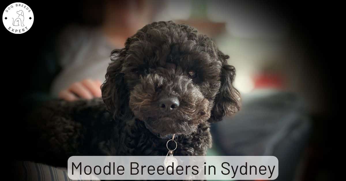Moodle Breeders in Sydney [2025] | List Of Local Breeders