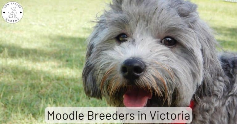 Moodle Breeders in Victoria [2025] | List Of 3 Local Breeders