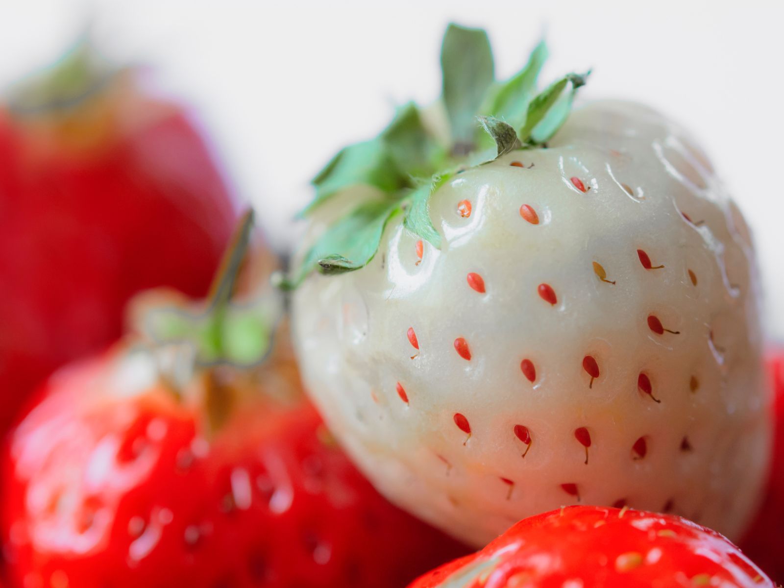 Can Dogs Eat Pineberries?
