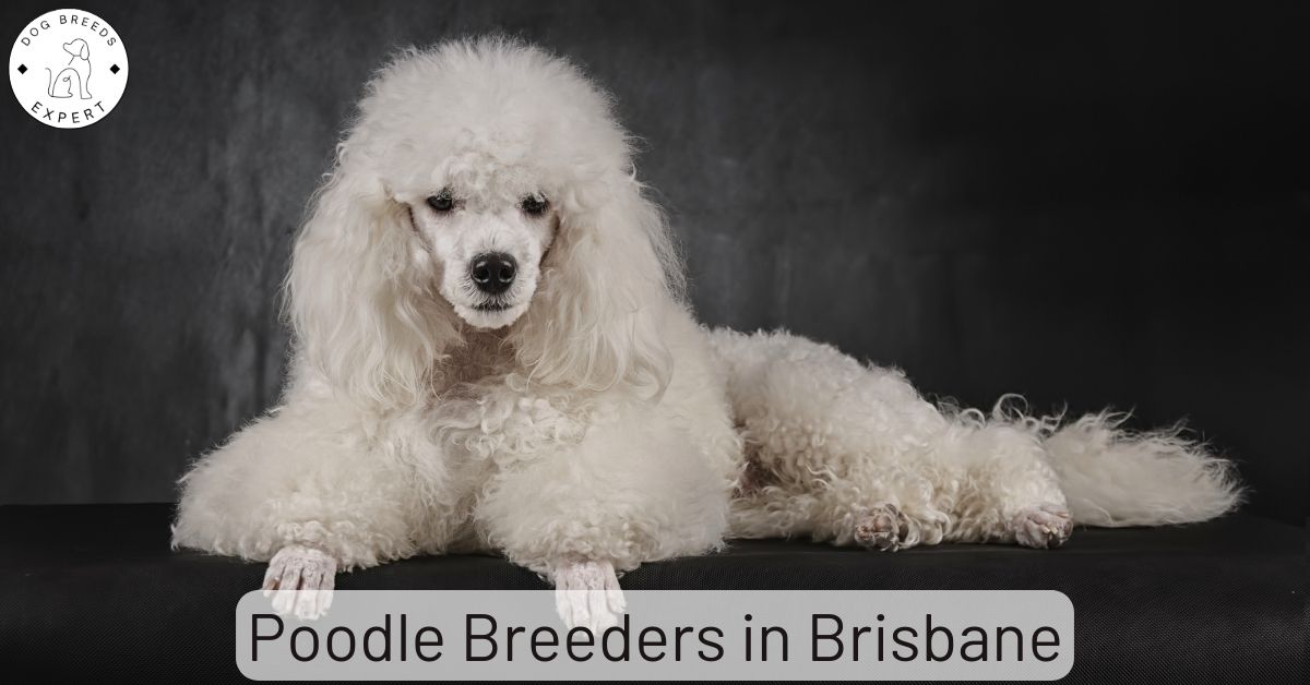 Poodle Breeders in Brisbane | List Of 3 Local Breeders