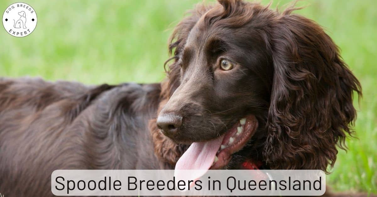 Spoodle Breeders in Queensland (QLD) [2025] | List Of 4 Local Breeders