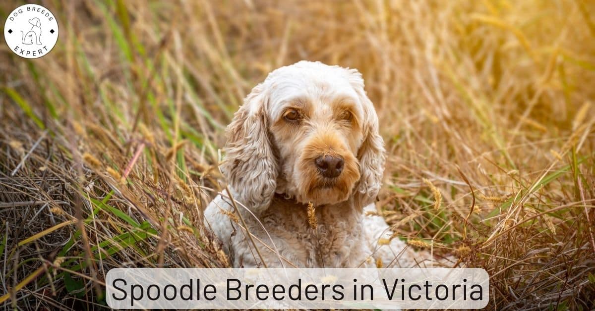 Spoodle Breeders in Victoria [2025] | List Of 4 Local Breeders