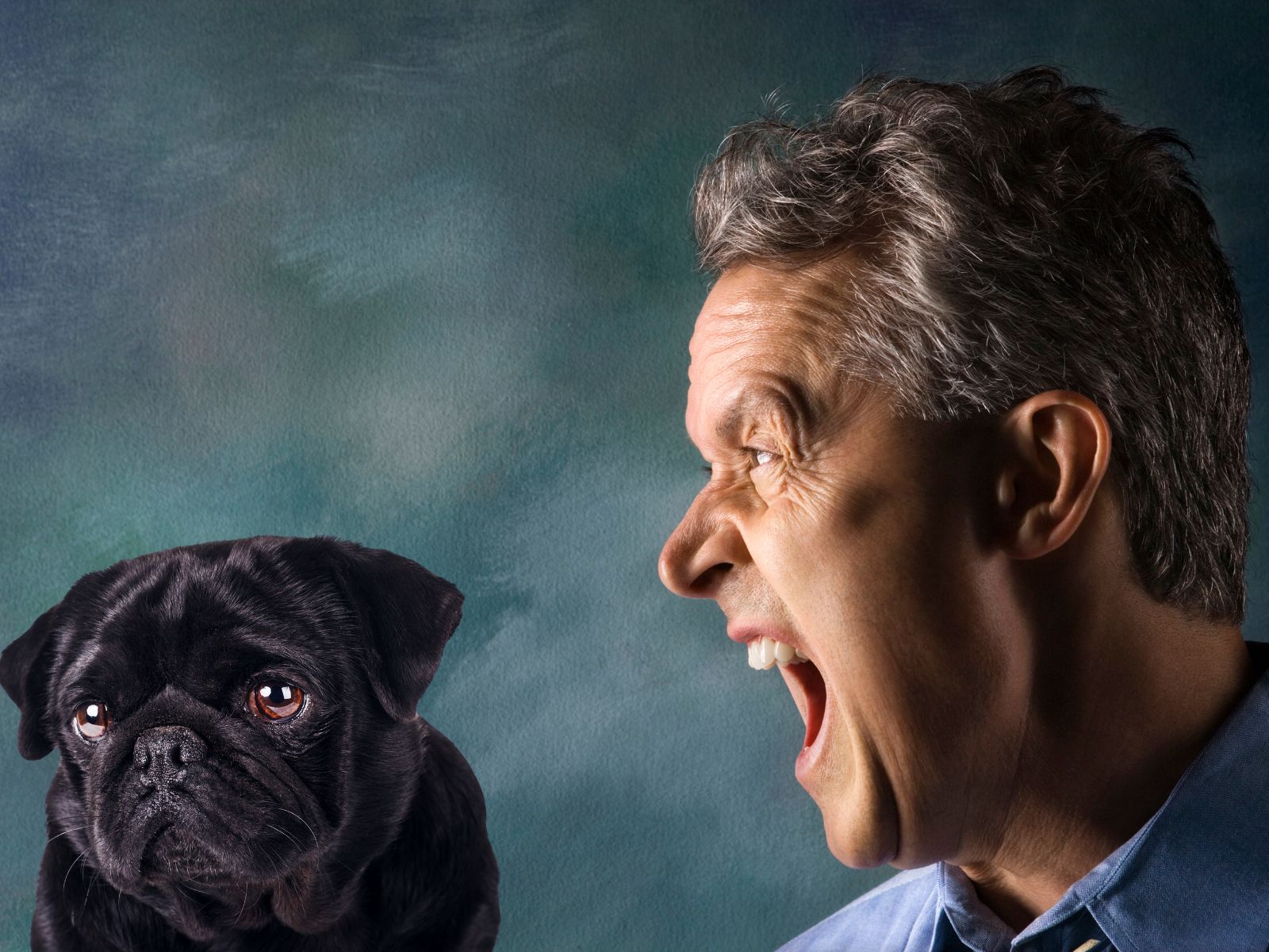Read This If You Yelled At Your Dog & Feel Bad [Do These 5 Things]