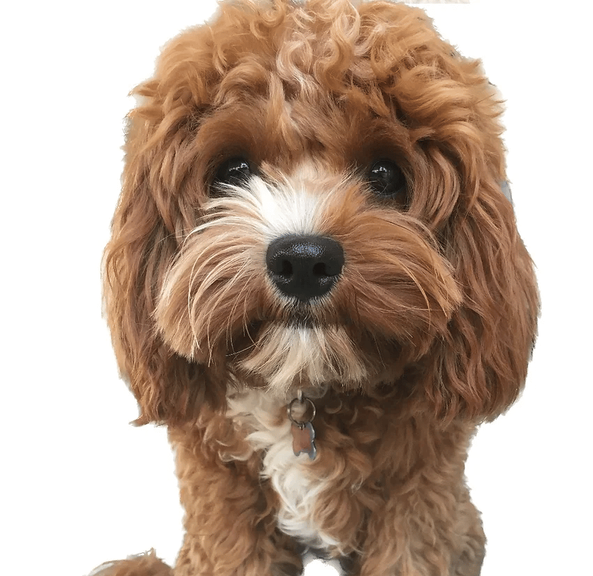 Best Cavoodle Breeders in Sydney (2025) – Top 6 Picks