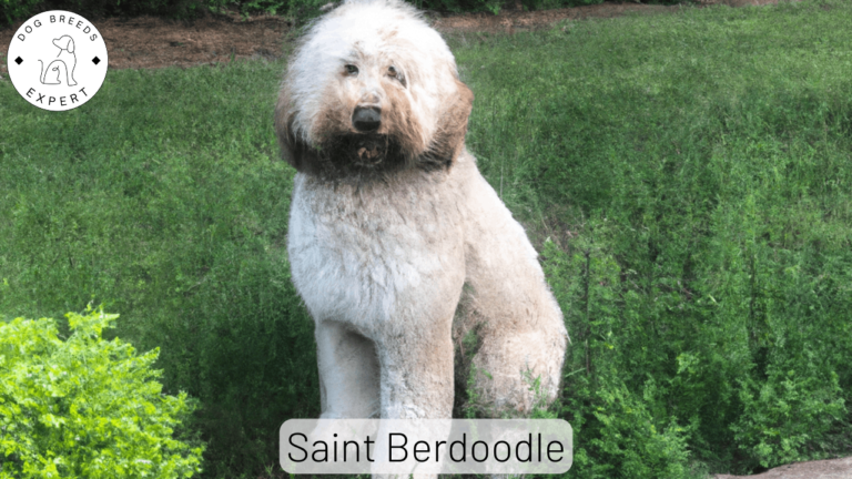 Saint Berdoodle Dog Guide: Traits & Requirements Explained