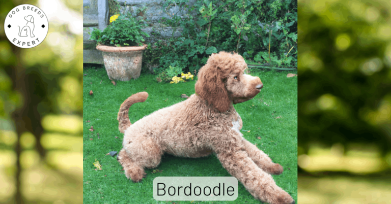 Bordoodle Mixed Dog Breed Guide: Everything Explained