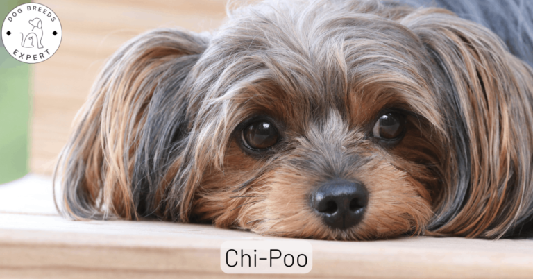 Chi-Poo Dog Breed Guide | Facts, Needs and Information