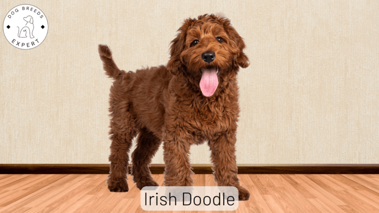 Irish Doodle Breed Guide: 5 Generations Explained