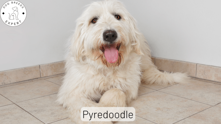 Pyredoodle Dog Breed Guide: Traits & Requirements
