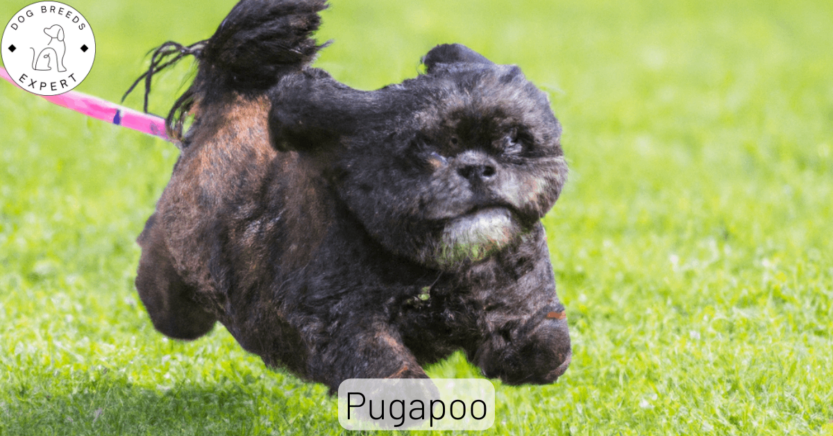 Pugapoo Guide: The Perfect Blend of Pug and Poodle