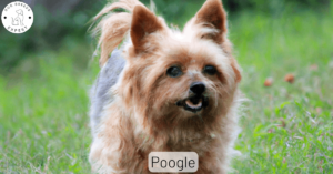 Poogle: A Comprehensive Guide to the Poodle-Beagle Mix