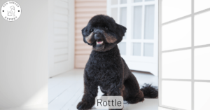 Rottle Dog: Ultimate Guide To The Rottweiler Poodle Mix