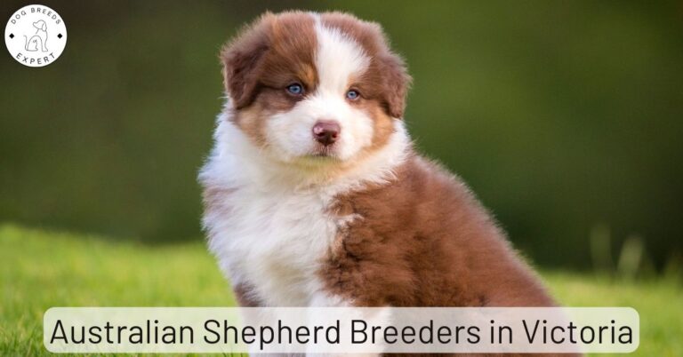 Australian Shepherd Breeders in Victoria | List Of 7 Local Breeders