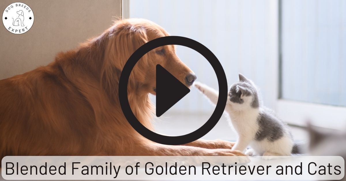 A Golden Retriever and a Cat Raise Kittens Together, Forming a ...