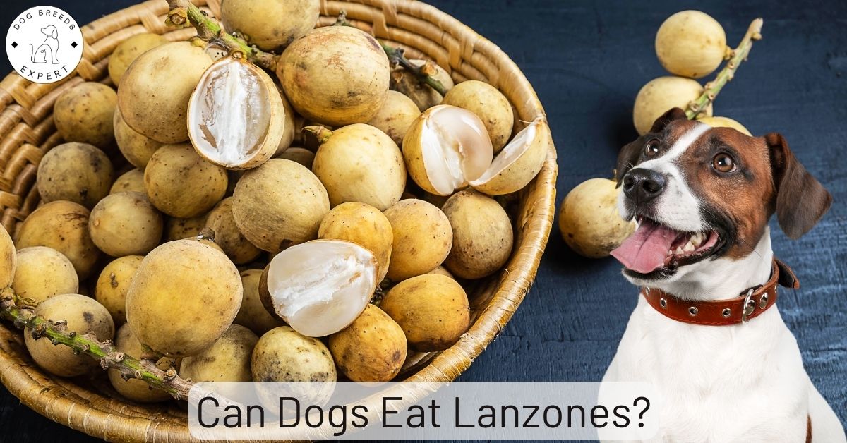 The Ultimate Guide To What Dobermans Can (And Can't) Eat