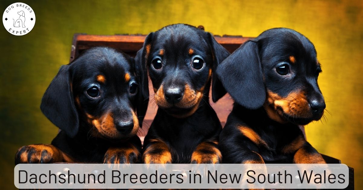 The 8 Best Labrador Breeders in the UK (2025)