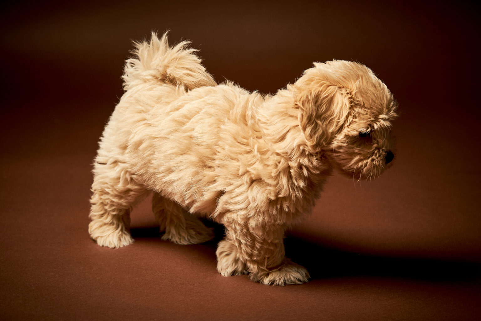 Maltipoo Breeders in Massachusetts | List Of 3 Local Breeders