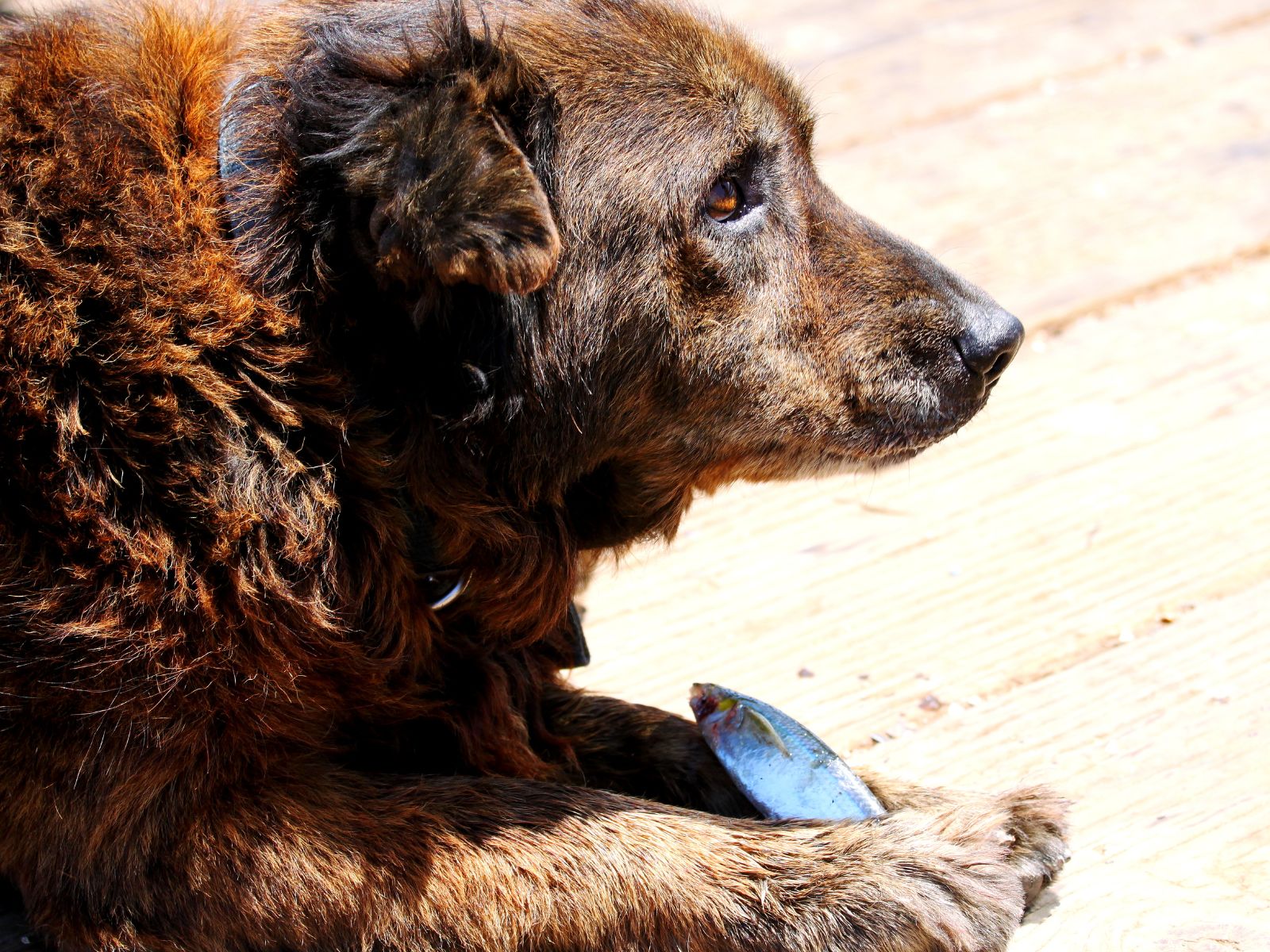 Can Dogs Eat Fish - Is It Safe For Dogs?