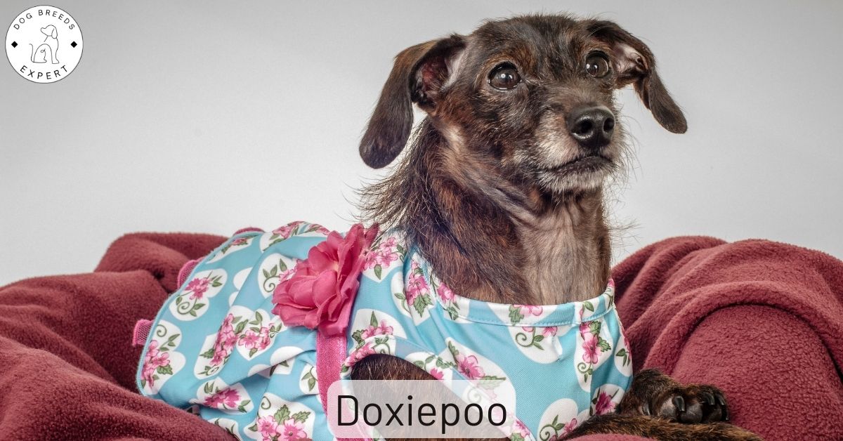 Doxiepoo Dog Breed Guide & Essential Requirements