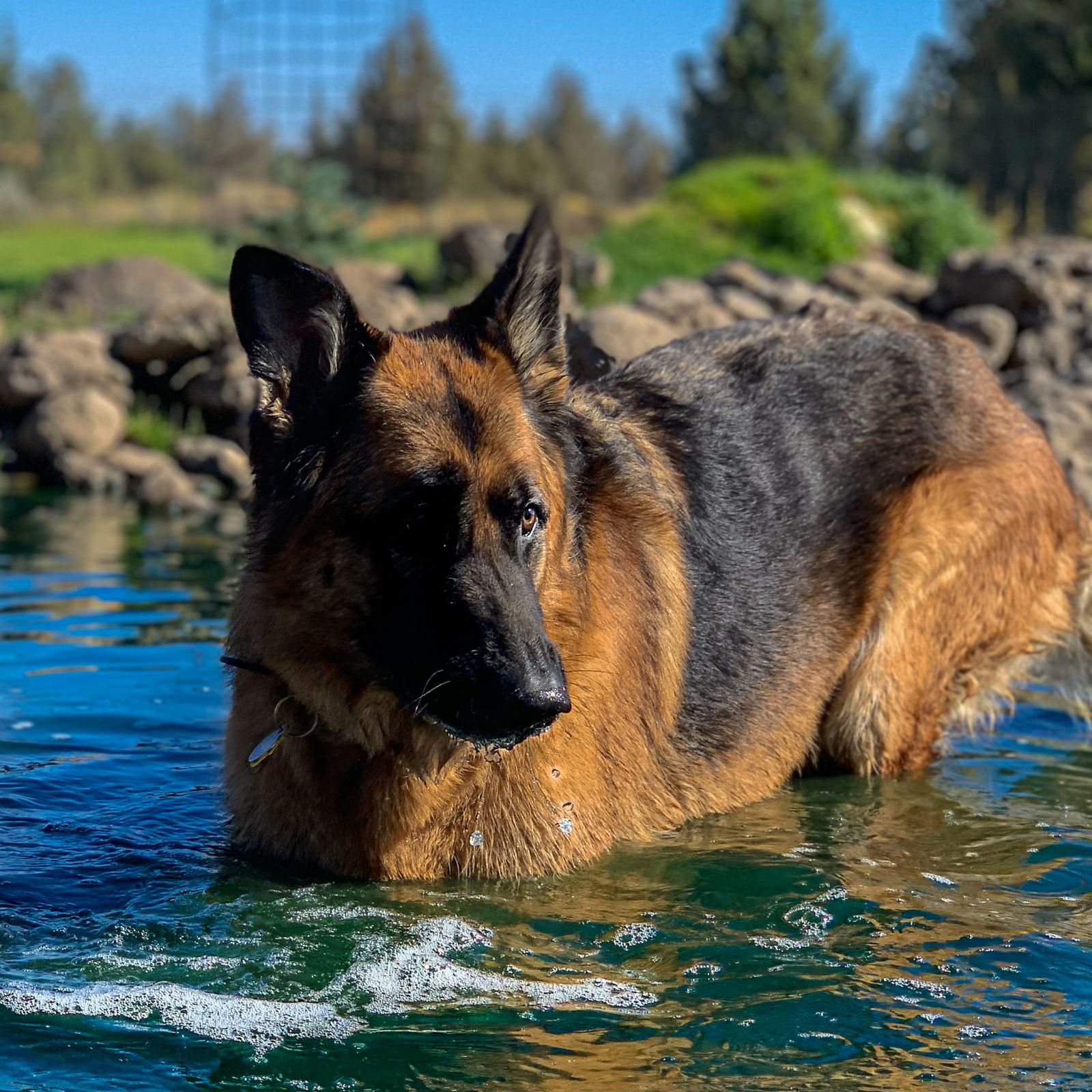 Webbed Feet in German Shepherds: Fact or Fiction?