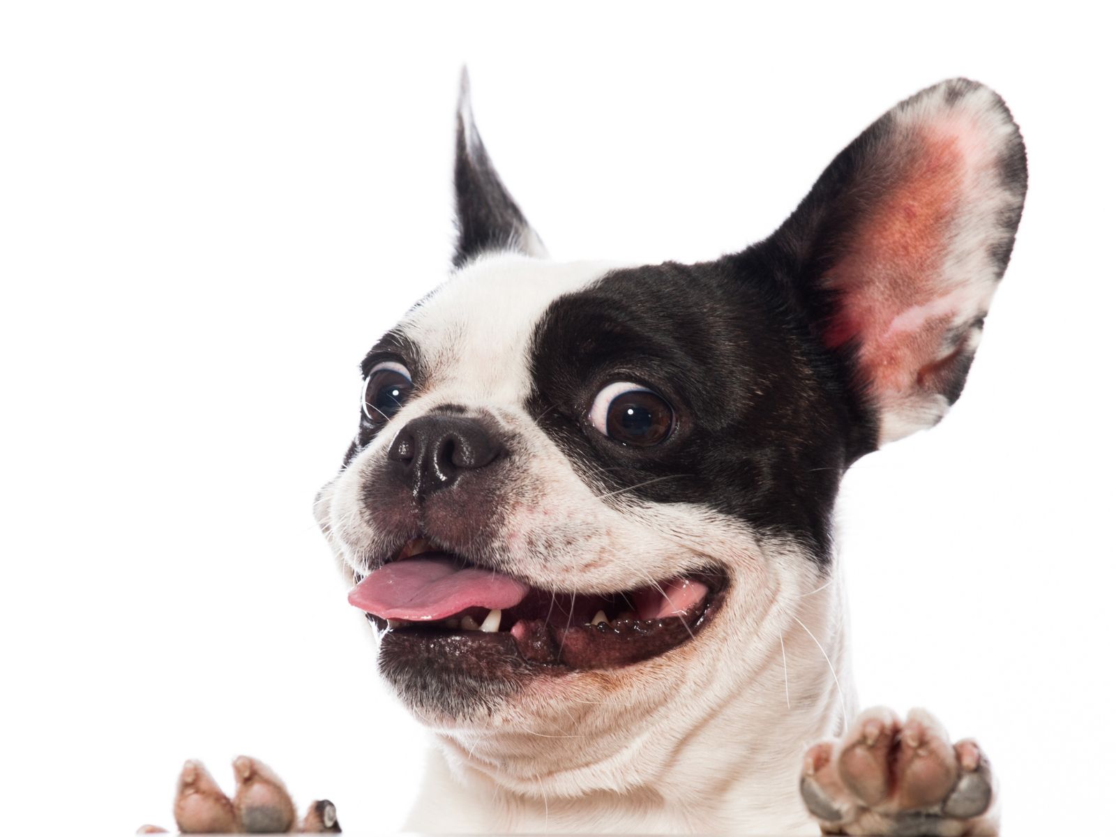 Are Bulldogs Really the Saddest Dogs? [The Hidden Truth Behind the ...