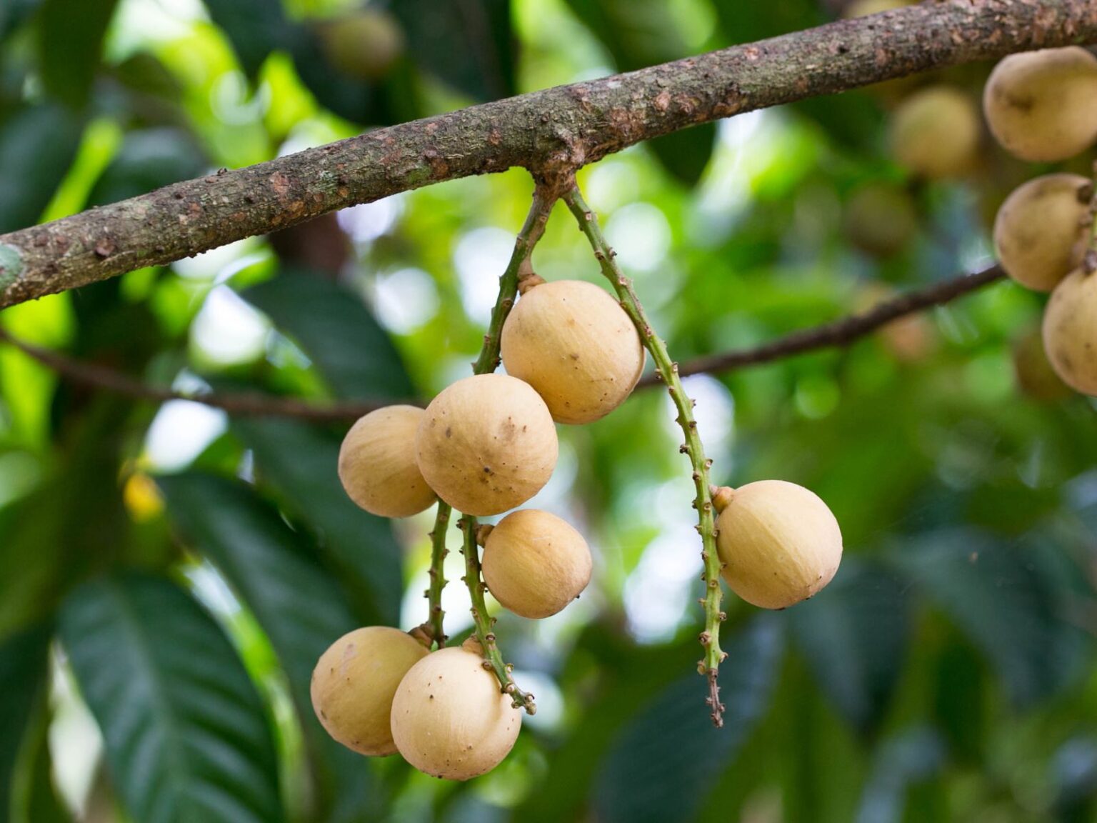 Can Dogs Eat Lanzones? Unraveling the Facts and Myths