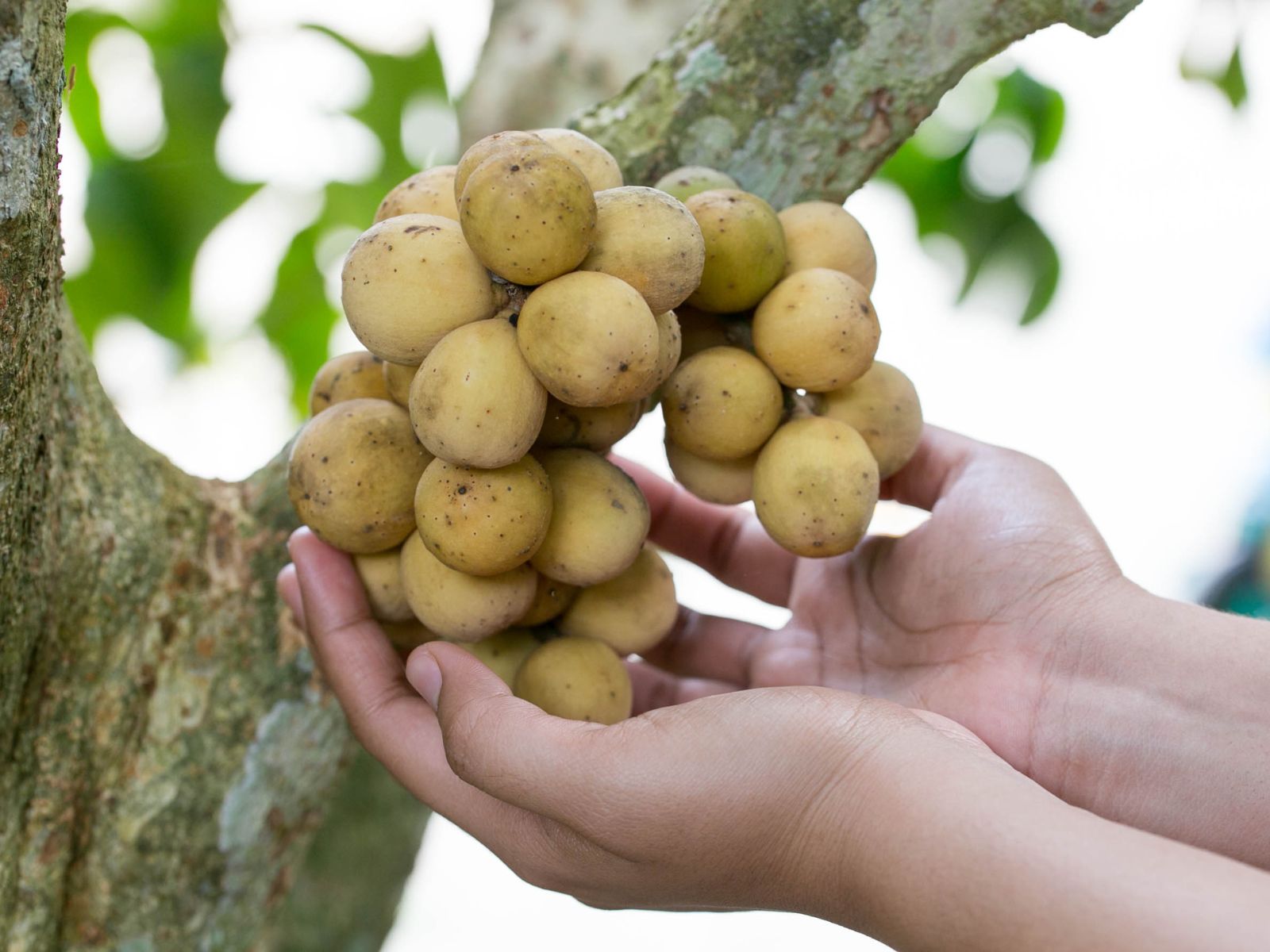 Can Dogs Eat Lanzones? Unraveling the Facts and Myths