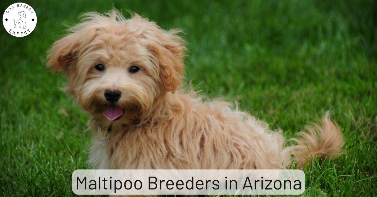Maltipoo Breeders in Arizona | List Of 8 Local Breeders