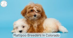 Maltipoo Breeders in Colorado | List Of 2 Local Breeders