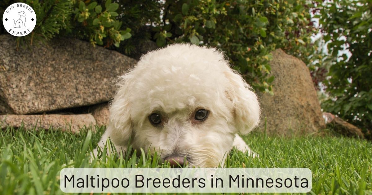 Maltipoo Breeders in Minnesota | List Of 5 Local Breeders