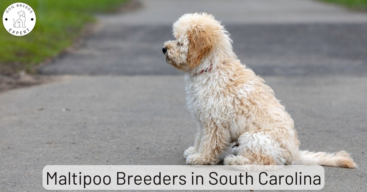 Maltipoo Breeders in South Carolina | List Of 3 Local Breeders