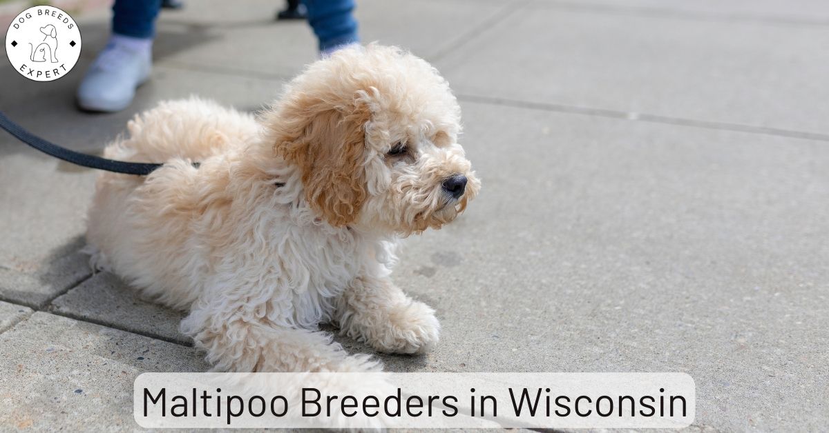 Maltipoo Breeders in Wisconsin | List Of 7 Local Breeders