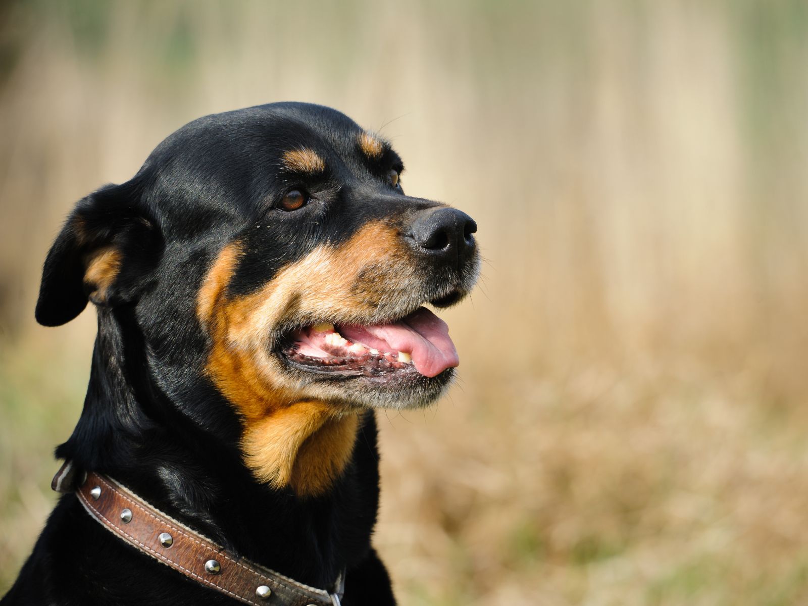 Can Rottweilers Have Cropped Ears? [Vet Advice | 5 Pros + 9 Cons]