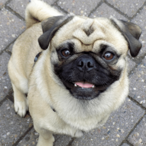 Pugapoo Guide: The Perfect Blend of Pug and Poodle