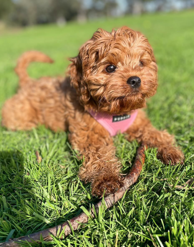 The 11 Best Cavoodle Breeders in Australia (2025)