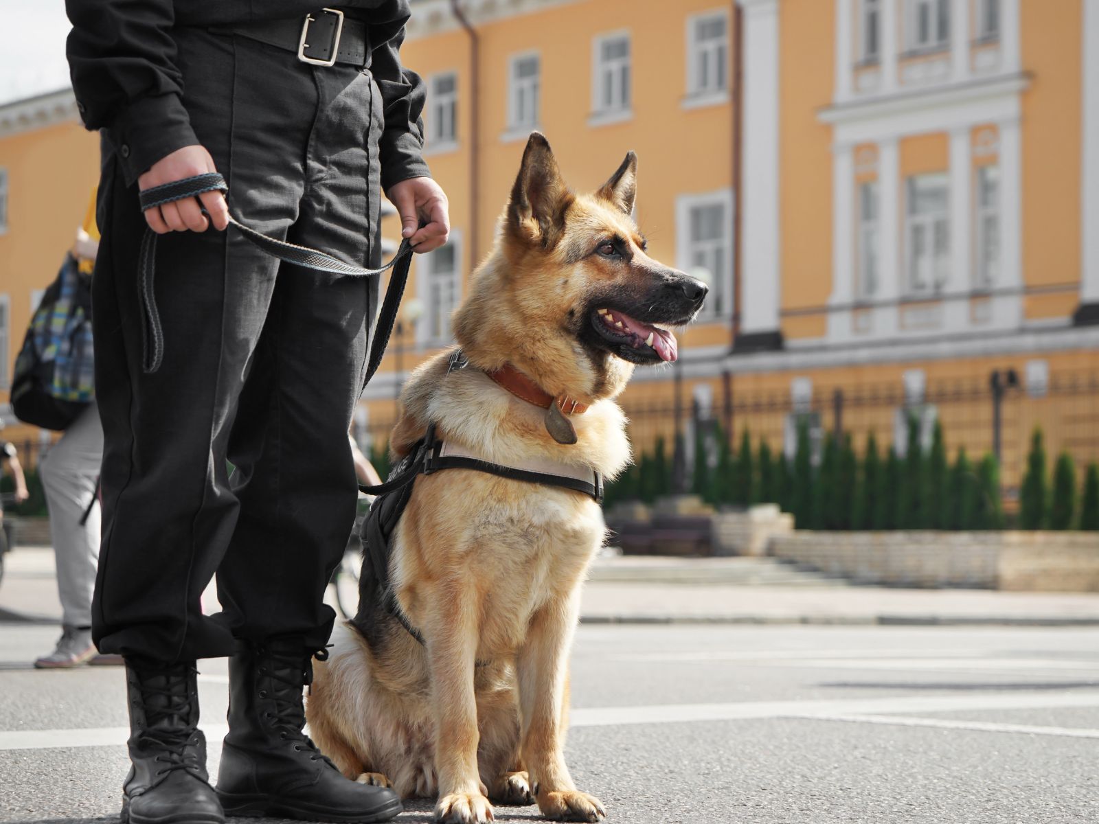 Meet Chico, the German Shepherd K9 Officer Keeping Orange County Safe