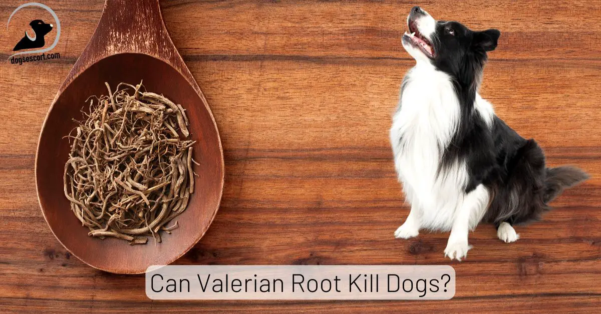 Can Valerian Root Kill Dogs? Learn About Safe Use