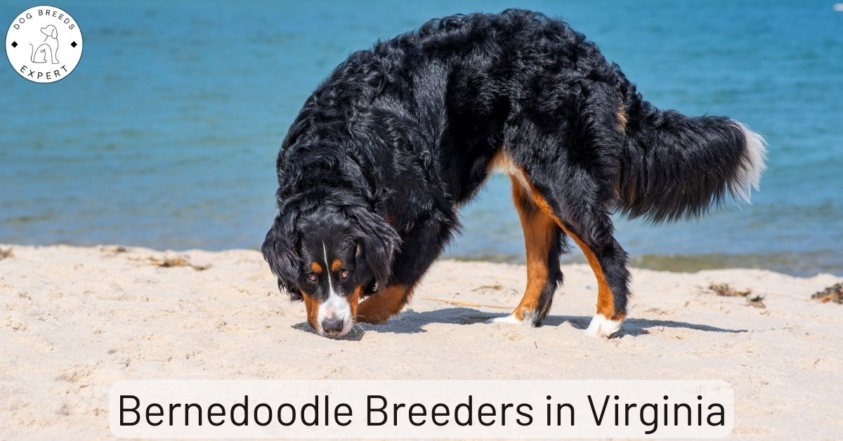 4 Best German Shepherd Breeders British Columbia (BC)! (2025)