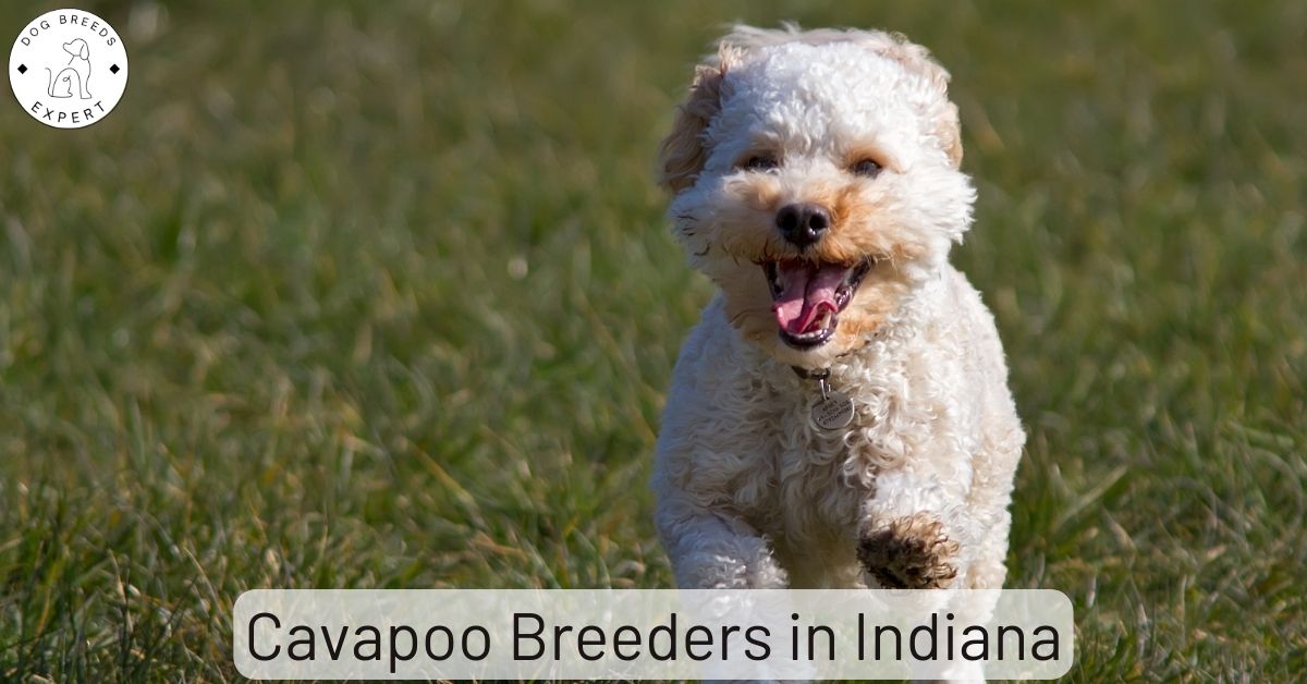Cavapoo Breeders in Indiana | List of 4 Local Breeders